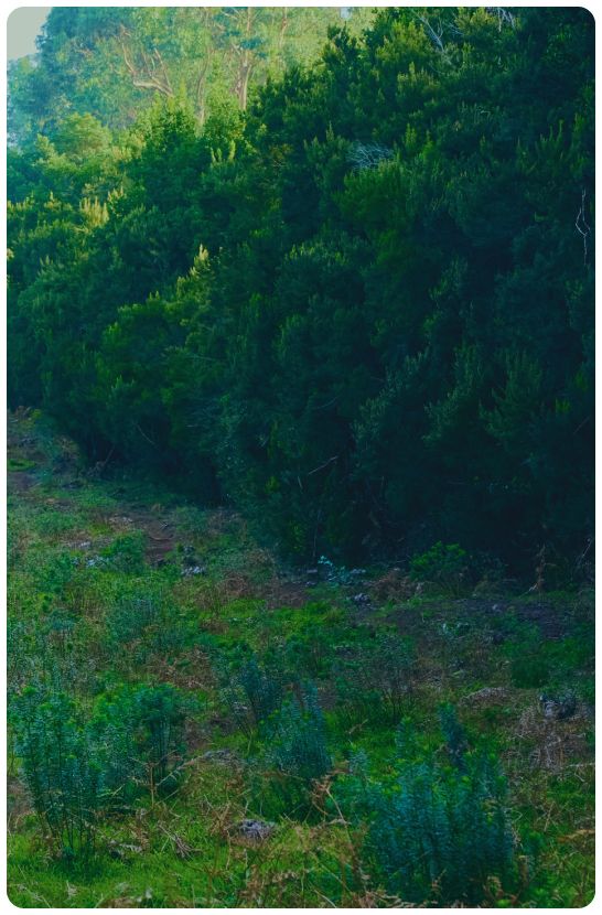 Shop Shoes with Boa® Lacing for Perfect Fit | Merrell